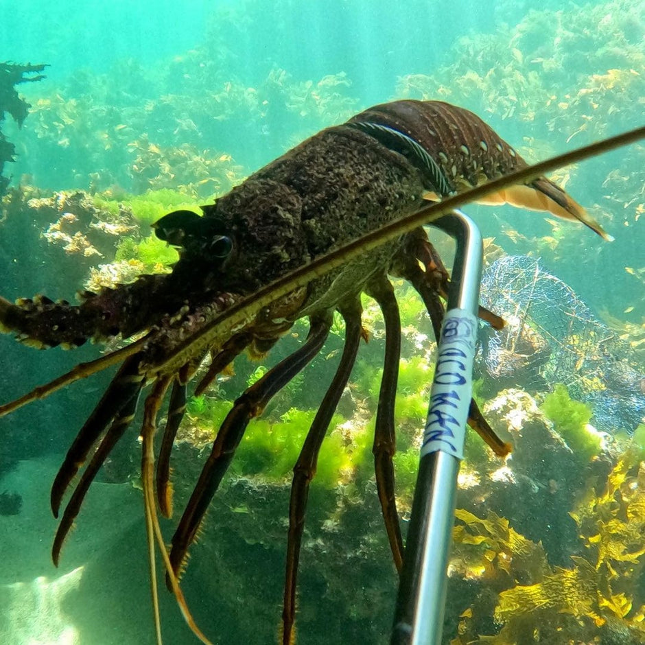CRAYFISH DIVING LOOPS | Old Man Blue Diving and Spearfishing Gear